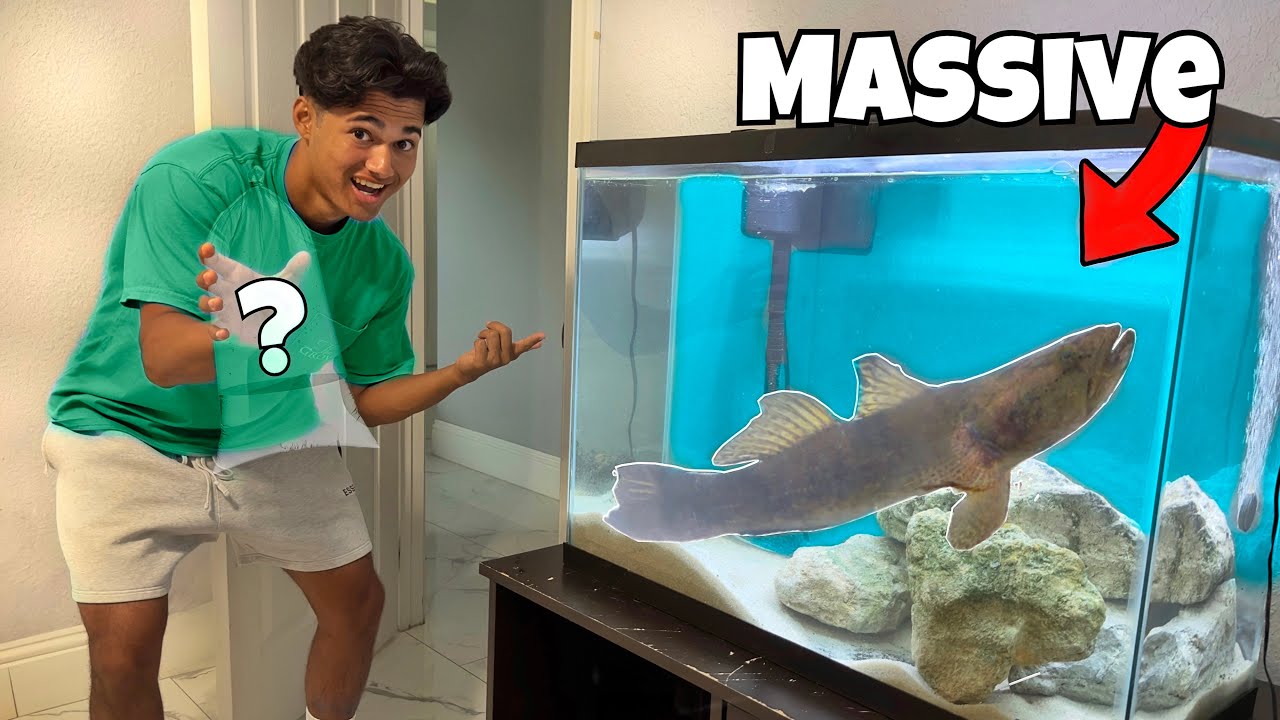 Catching RARE Fish for my *NEW* Aquarium! - YouTube