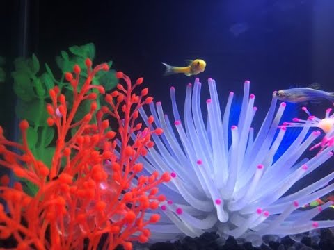 Glofish Tank Set Up - YouTube