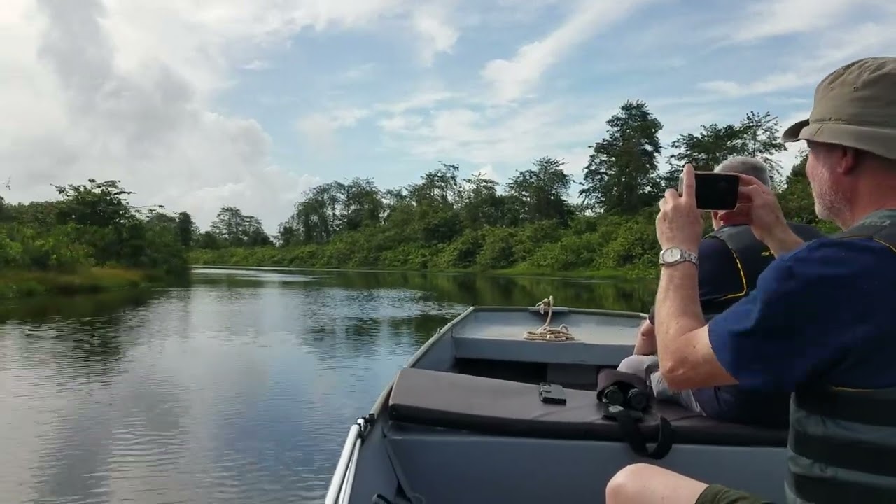 Birding Tour in the Mahaica River, on the East Coast Demerara,Guyana ...