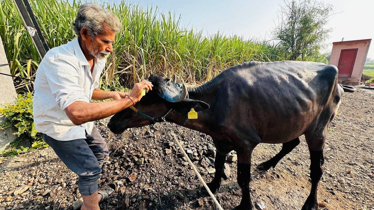Buffalo New Hair Style | Village Life | Animal | Buffalo New Looks # ...