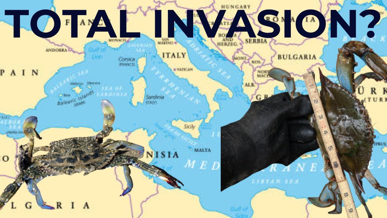 The Royal Blue Crab Italian Invasion - Will the Crisis Spread across ...