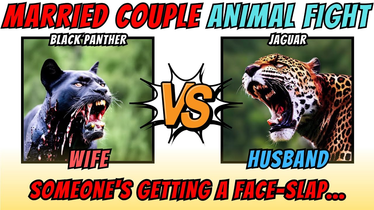 Black Panther VS Jaguar Someone's getting a face slap Married Couple ...
