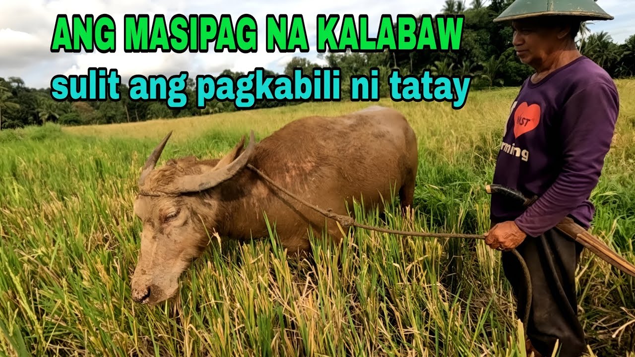 Ang MASIPAG na KALABAW sulit ang pagkabili ni tatay dahil bihasa na sa ...