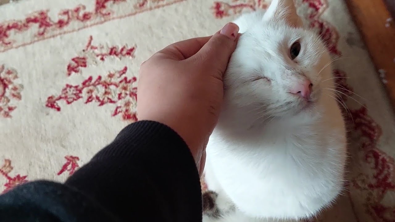 The World's Cutest Kittens Scratch Me With Their Nails To Love Them ...