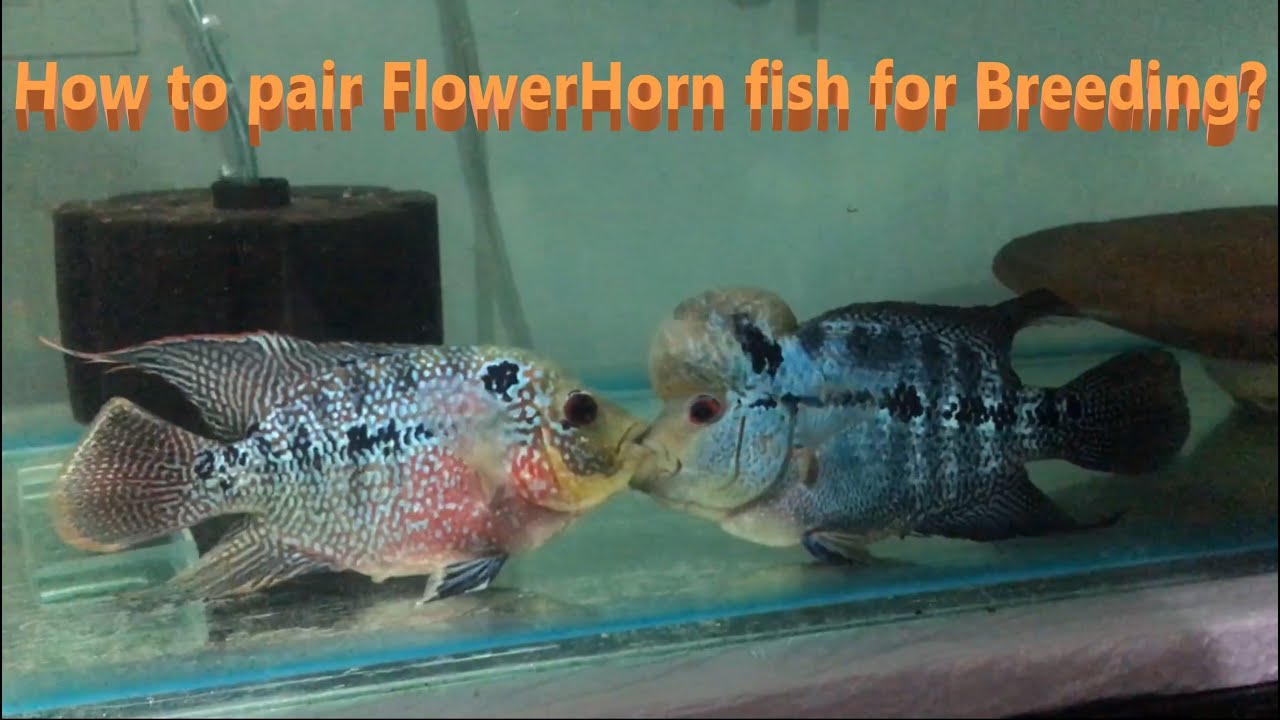 How to pair flower horn fish for breeding ? - YouTube