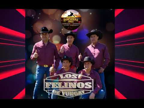 LOS FELINOS DE YUNGAY MIX EXITOS 🔥 DJ MARTINEXX 🔥 - YouTube