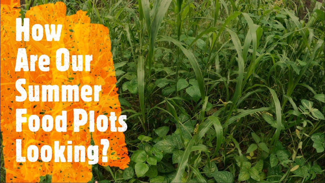 How Are Our Summer Food Plots Looking? - YouTube