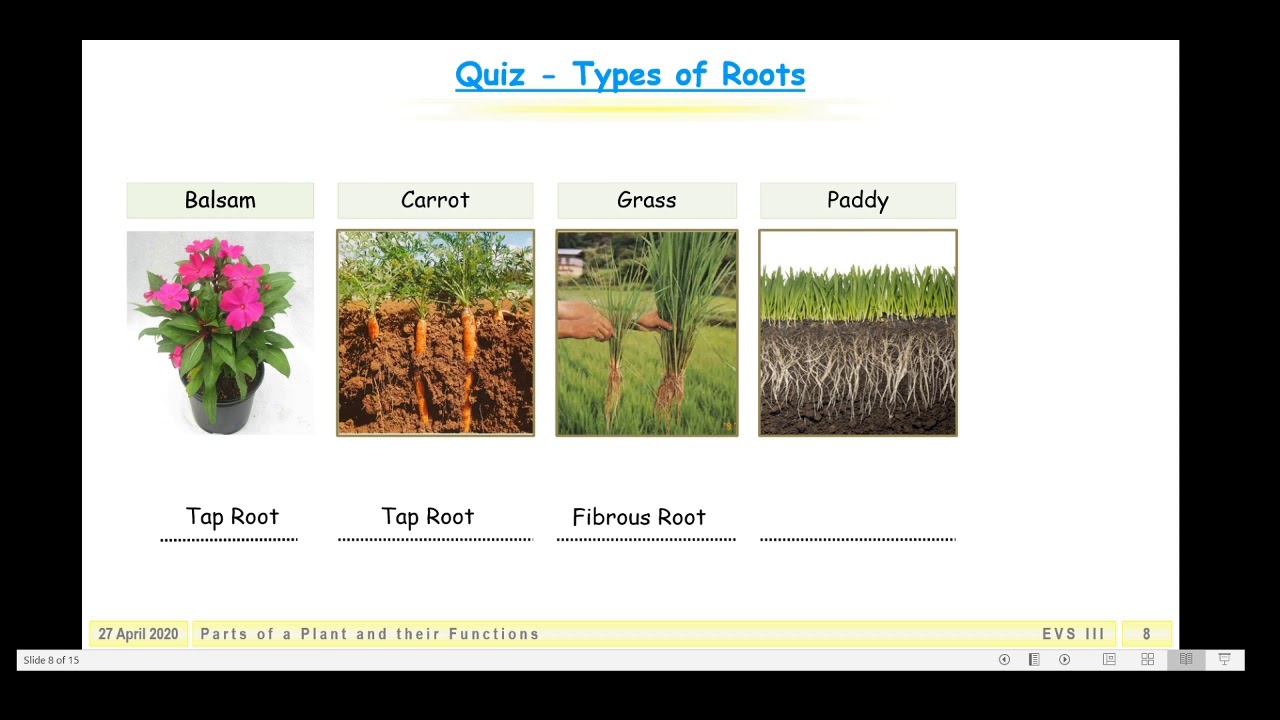 Class III The Plant Root System - YouTube