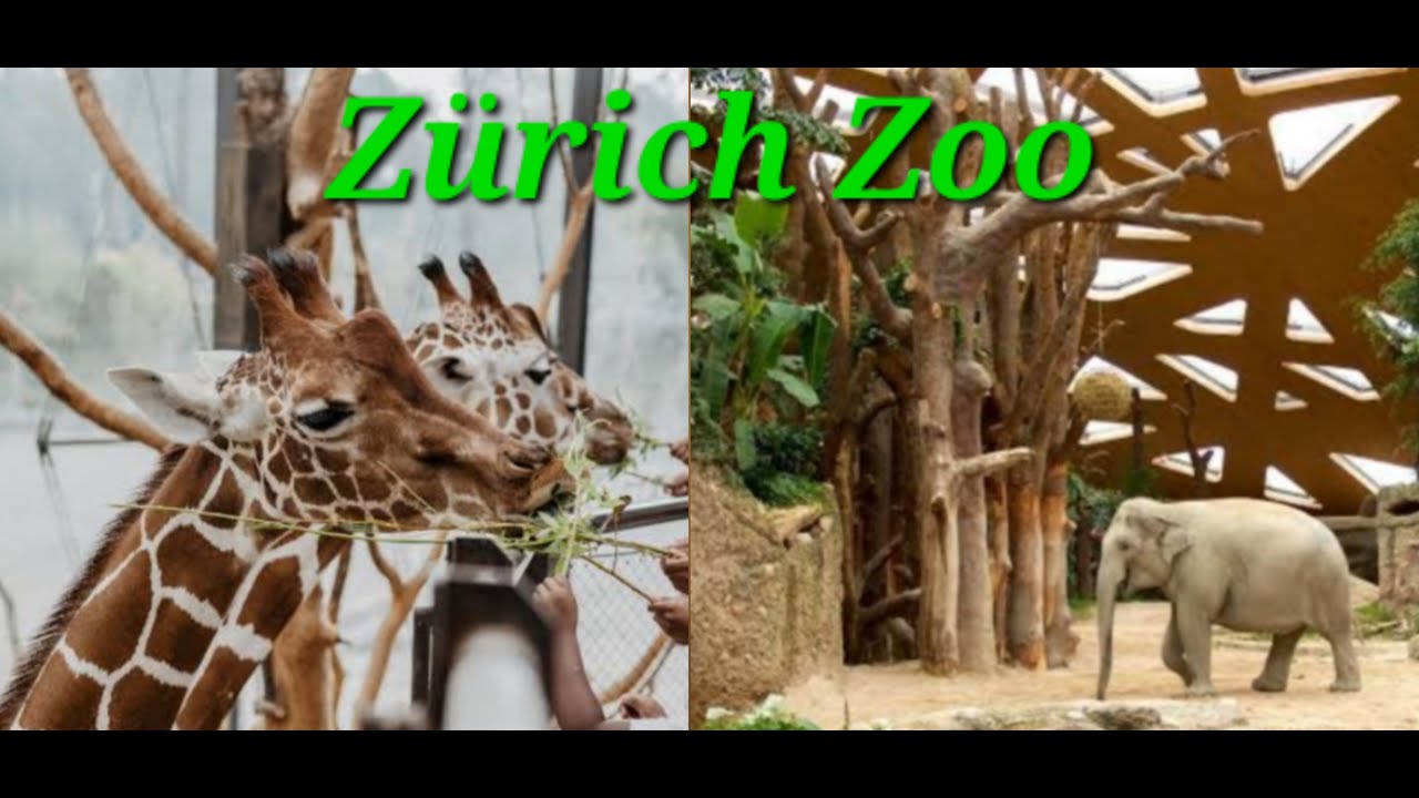 ZURICH ZOO | ZURICH SWITZERLAND | EUROPE - YouTube