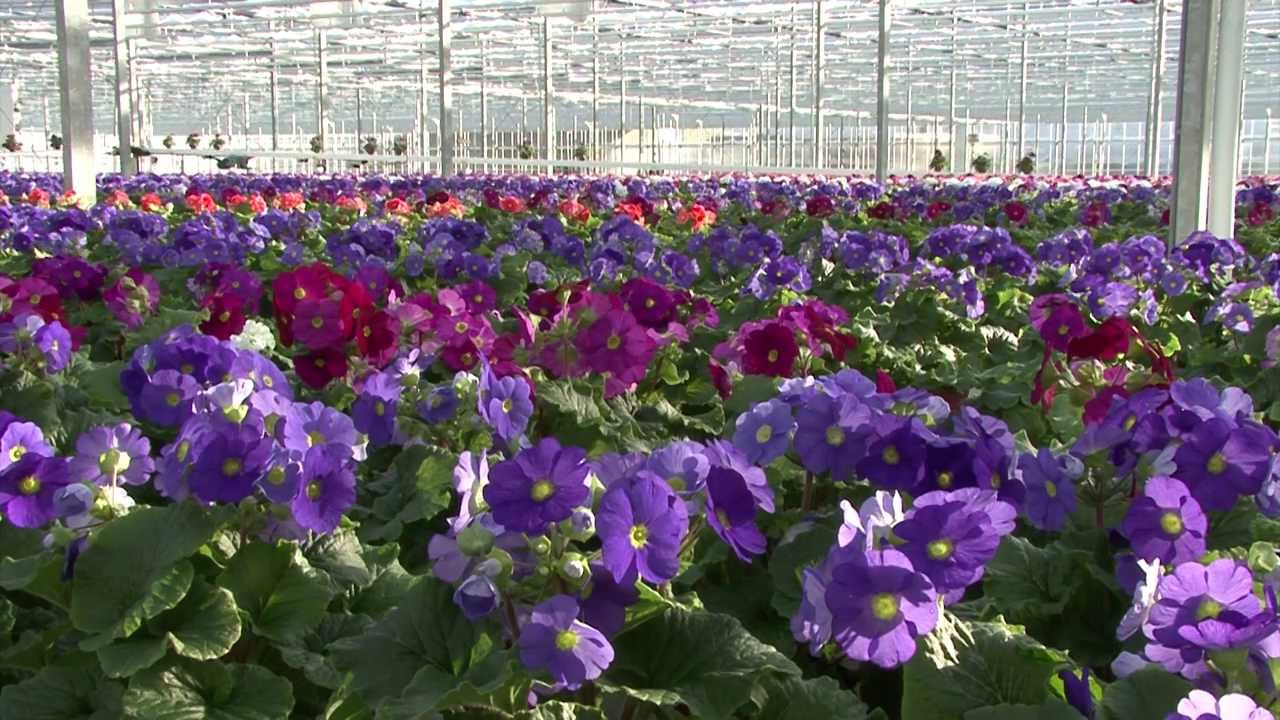 Vrolijke lenteplant Primula Touch Me van kweker Ammerlaan Sosef - YouTube