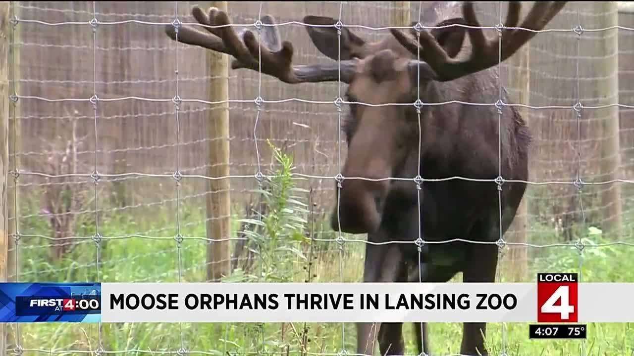 Moose orphans thrive in Lansing zoo - YouTube