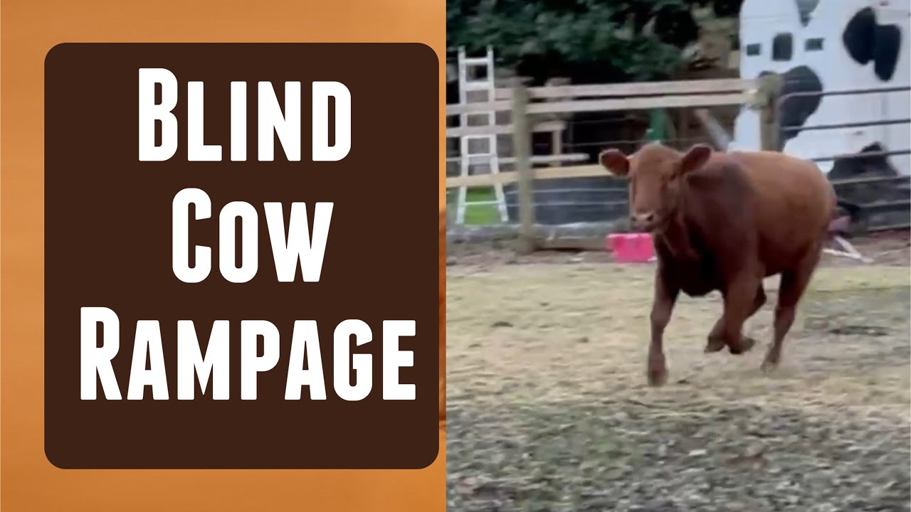 Blind Cow Rampage - YouTube