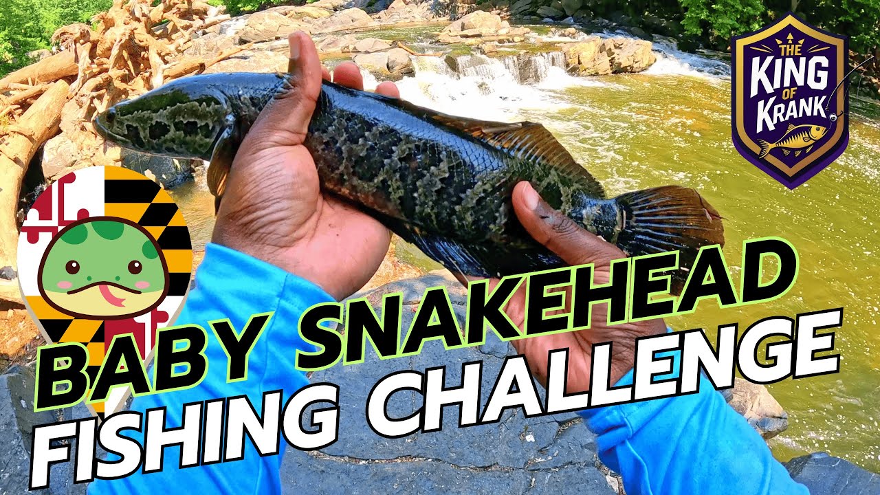 Baby Northern Snakehead Fishing Challenge on Patuxent River, Maryland # ...