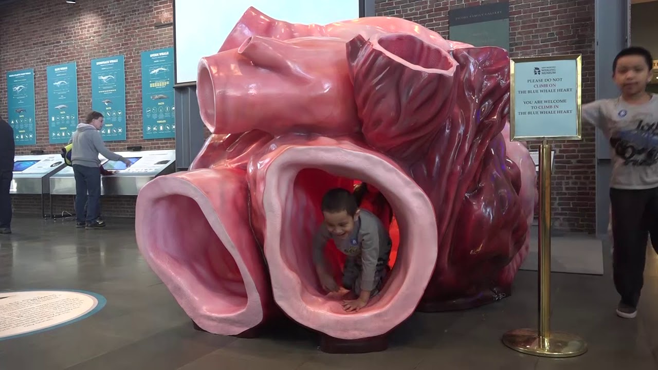 New Bedford Whaling Museum Highlights - YouTube