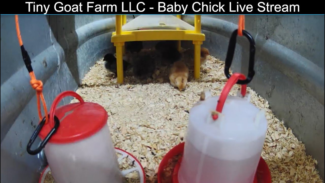 Tiny Goat Farm - Baby Chick Stream - YouTube