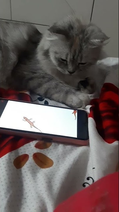 My cat really likes to watch lizard in my phone🦎😻#shorts#catworld#cat#animals#pets#like#lizard# ...
