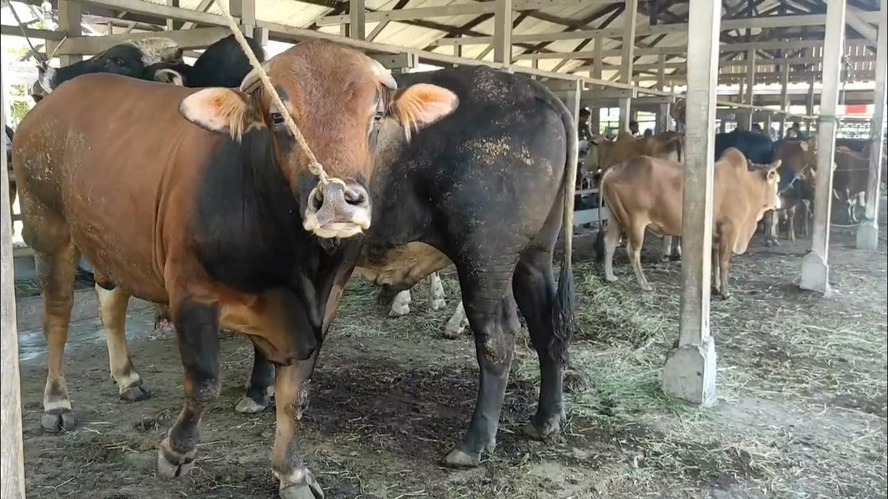 Big cow, Sapi Lucu, Sapi Moo, Sapi Jumbo, Sapi Pegon, Sapi Brahman, cow videos - YouTube