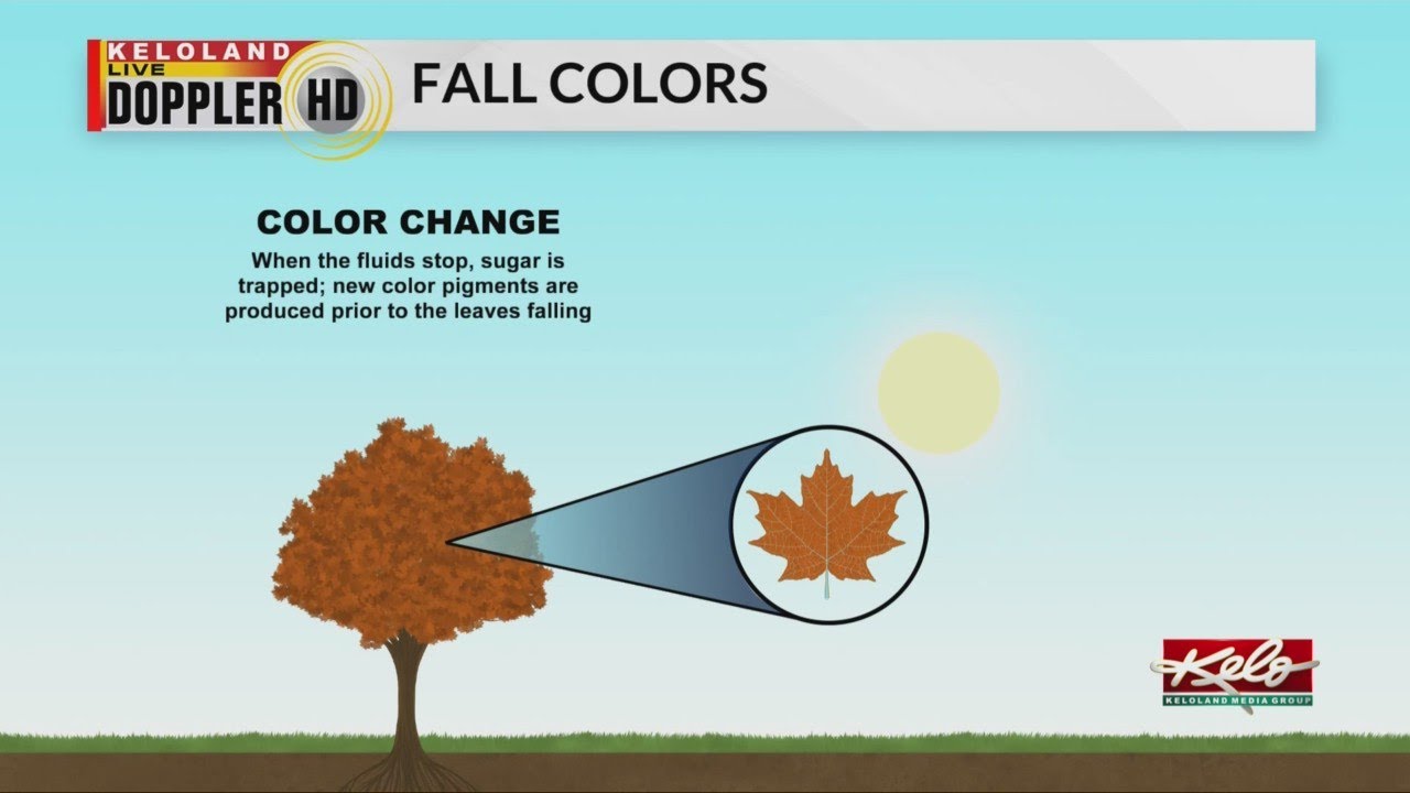 The science behind fall colors - YouTube