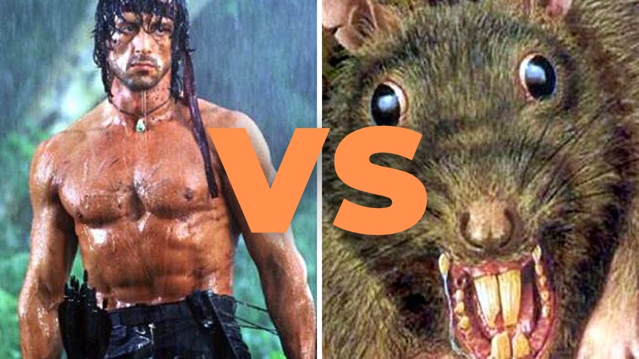 HUMANO vs RATAS... Mal | RAMBO vs RATAS...😎 - YouTube