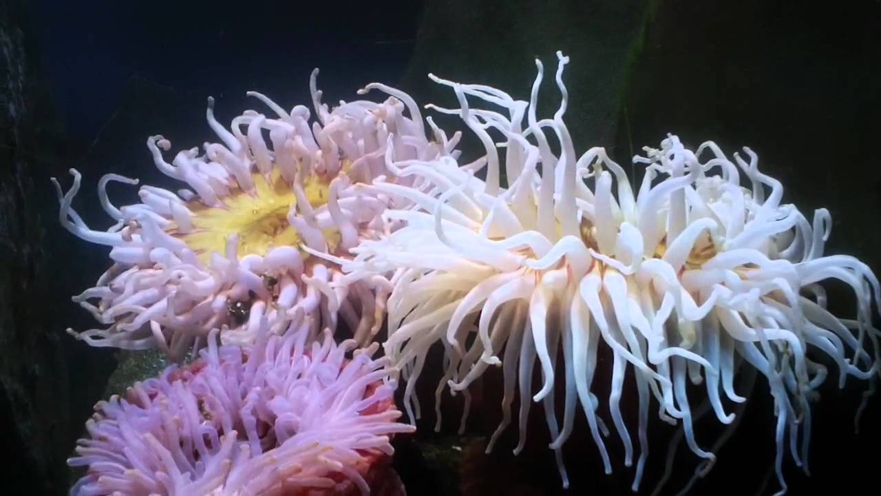 Urticina Piscivora - Fish Eating Anemone - Conservation Syndicate.MP4 ...