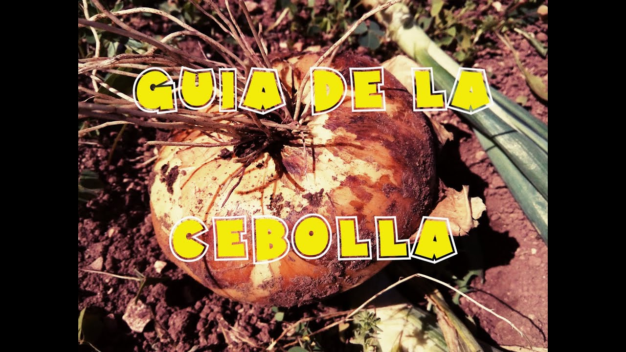 Guia del cultivo de la cebolla en el huerto @naturnatur - YouTube