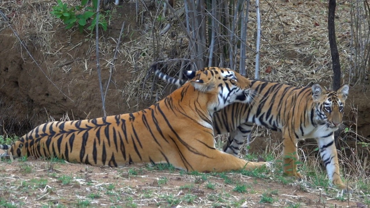 Save the Stripes - YouTube