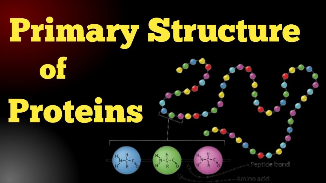 Primary Structure of Proteins | MCAT | Biochemistry | - YouTube