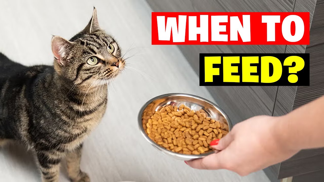What's the Perfect Feeding Schedule for My Cat? - YouTube