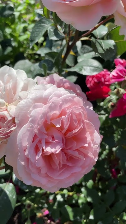 Роза Мерхенцаубер! Сказочная красавица от Кордес! #Marchenzauberrose # ...