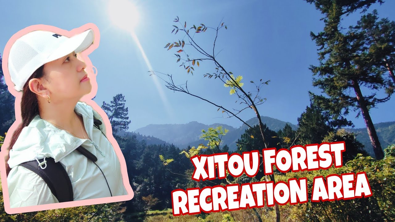 HOW TO GO TO XITOU NATURE EDUCATION AREA? (溪頭森林遊樂區) | XITOU FOREST ...