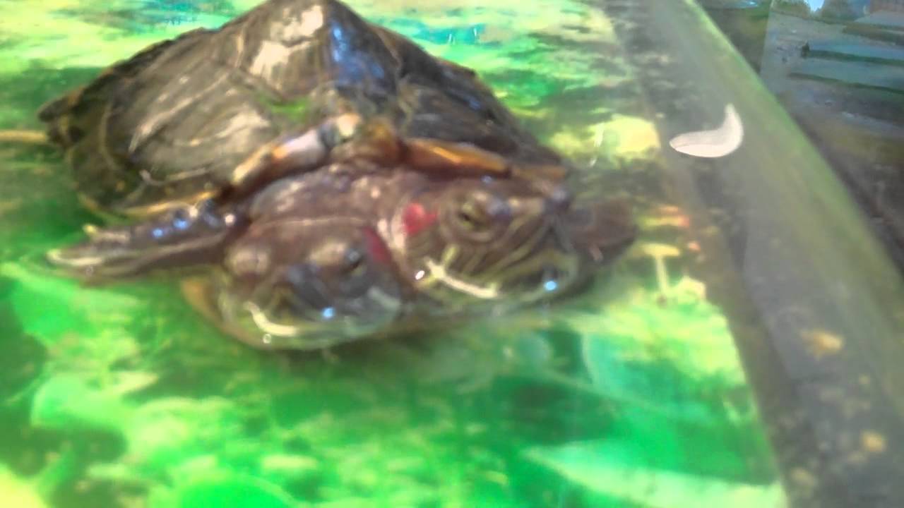 Two-headed Red Ear Slider - YouTube