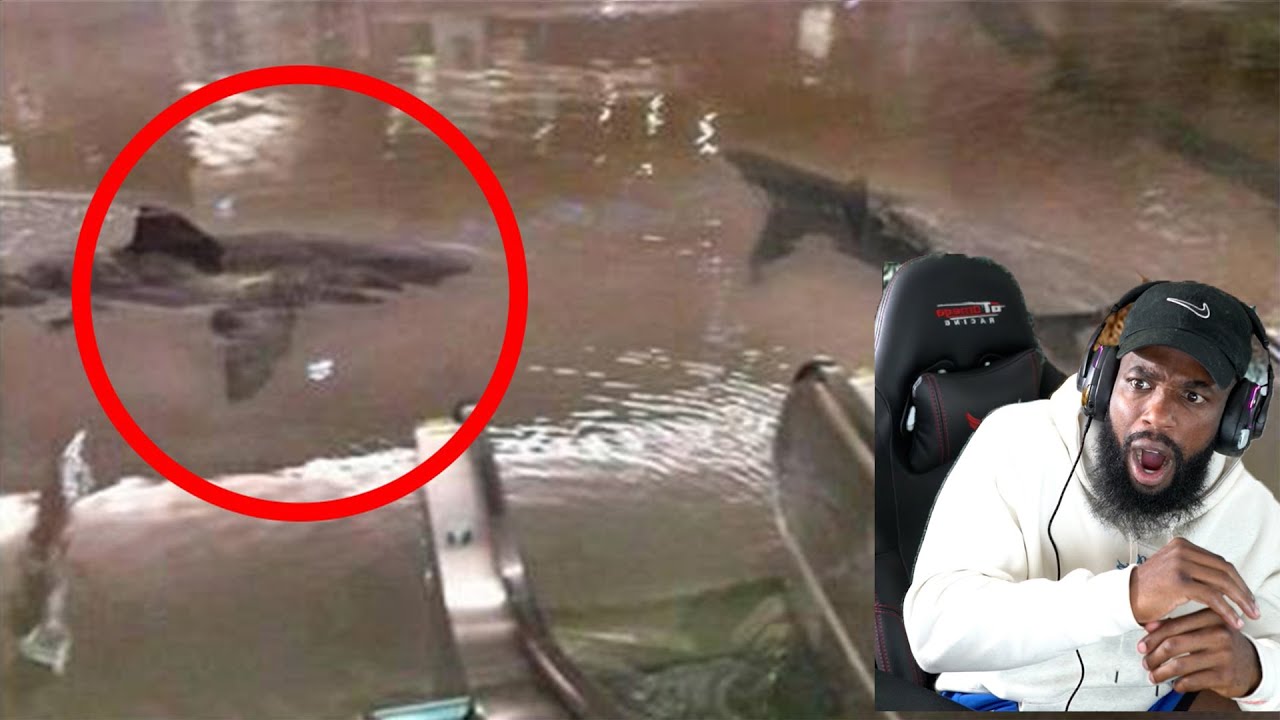Sharks BREAK Tanks INSIDE THE MALL! Crazy Shark Moments - YouTube
