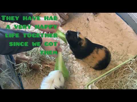 Feeding the Guinea pigs