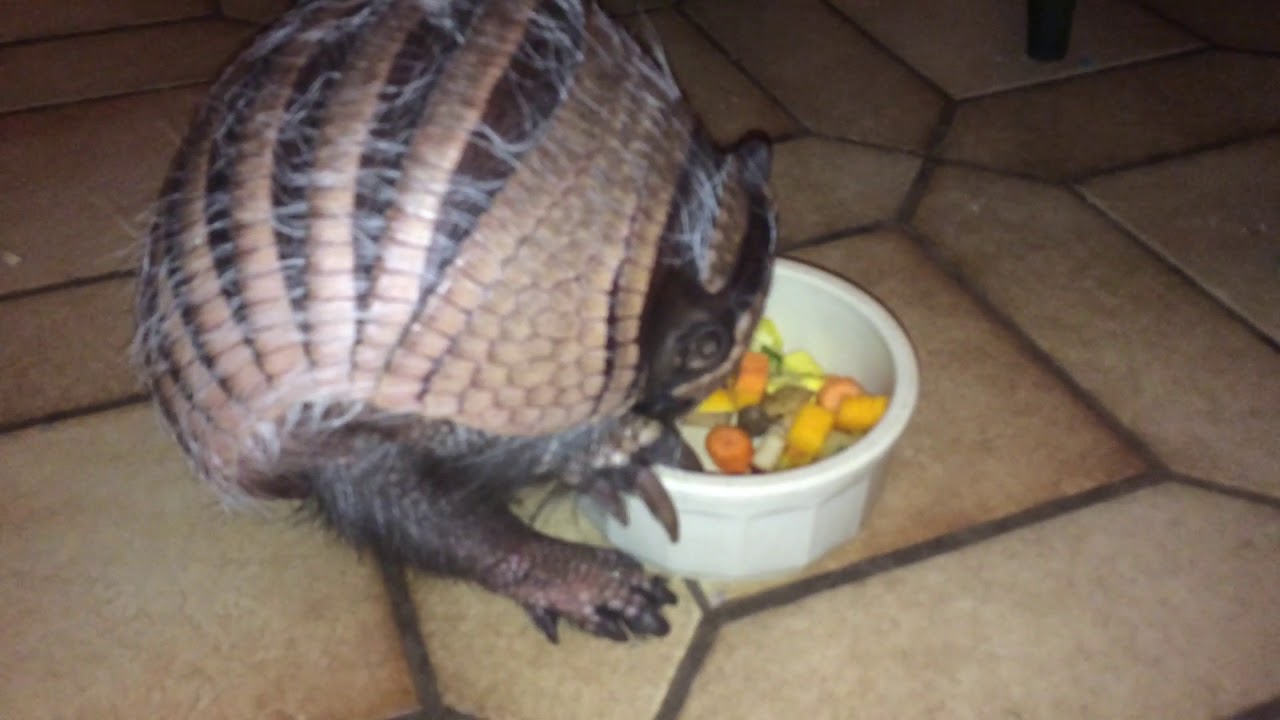 Nessie watching Sherman eat - YouTube