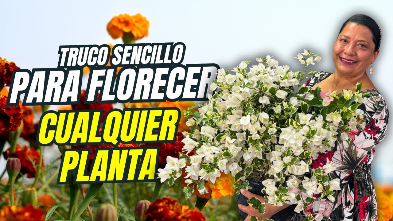 Como rejuvenecer tus plantas marchitas con este truco jardinero - YouTube