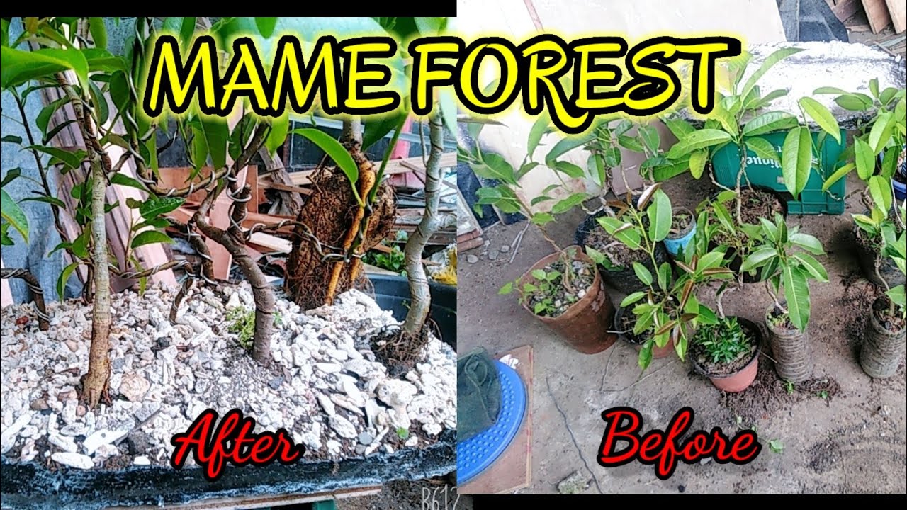 HOW TO MAKE MAME BONSAI FOREST STYLE STEP BY STEP (Bonsai and Scorpions ...