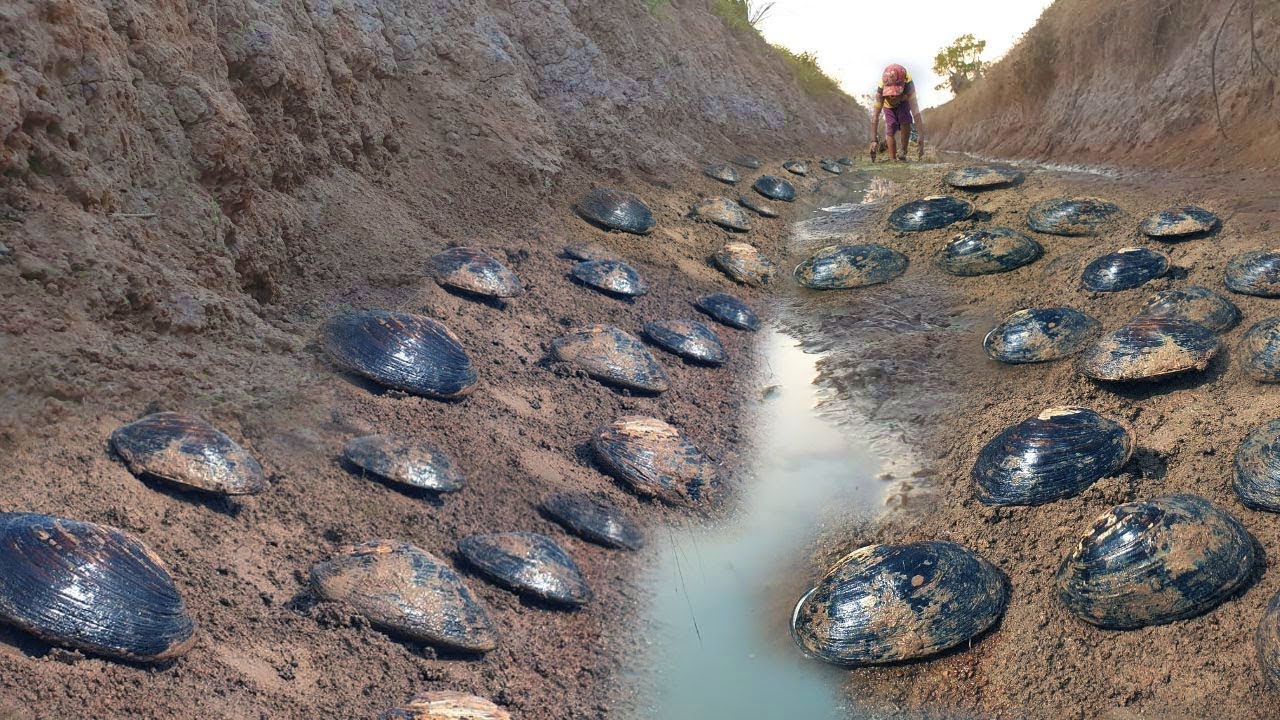OMG a Lot of Big Clams In Canal A Fisherman Catch Snails Clams Today ...