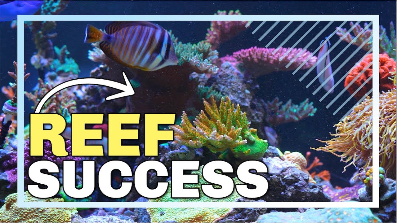 How Nick’s Simple Recipe Built a Thriving Reef Aquarium - YouTube