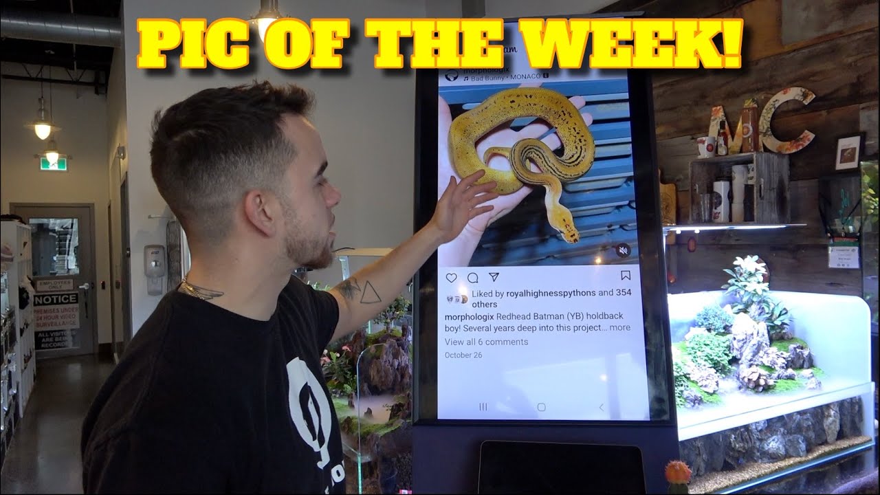 Pic Of The Week! Cool Wacky Ball Pythons! - YouTube