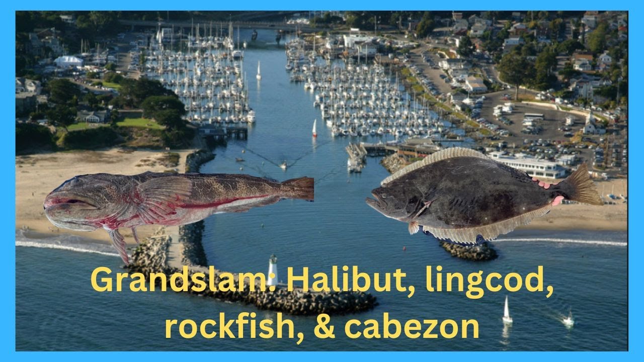 SANTA CRUZ: PB LINGCOD - 39" / 26 LBS AND MY LINGCOD SETUP - YouTube