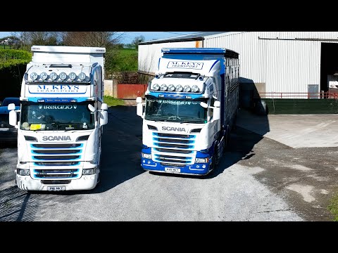 The Lairage Process for Irish Heifers to the UK | Grasstec Livestock ...