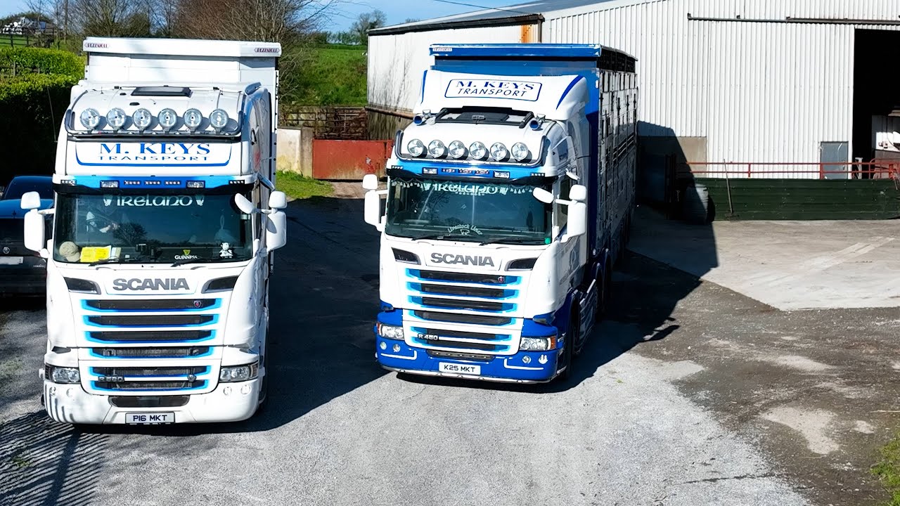 The Lairage Process for Irish Heifers to the UK | Grasstec Livestock ...