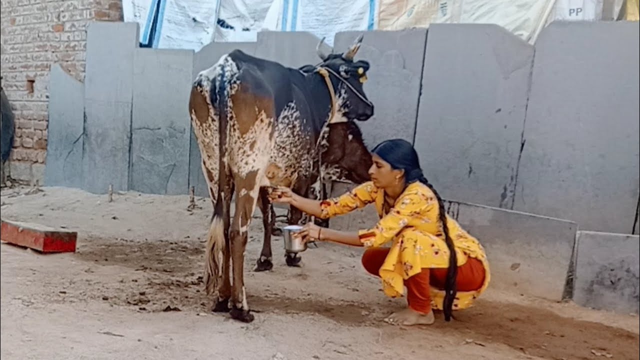 🤫ఆవుతో నేను పాలు పిండేదాన్ని చూసి నవ్వకండిPls/Milking by My Hands With ...