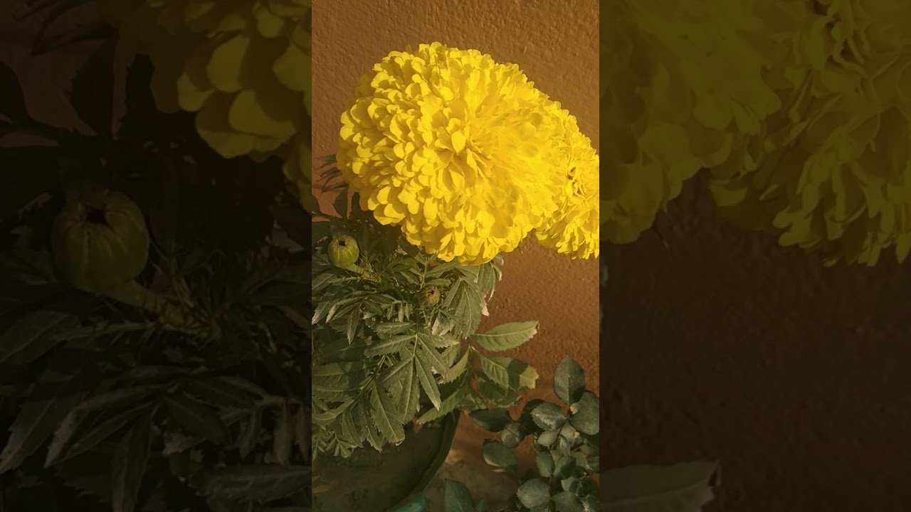 gainda flower (marigold)🤩🤩 - YouTube