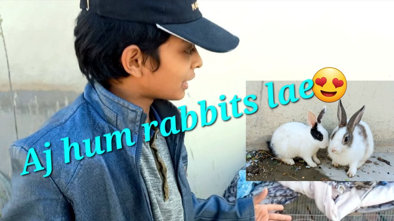 aj hum RABBITS,Fintches or Australian parrots lae ️ ️||#animals #parrot ...
