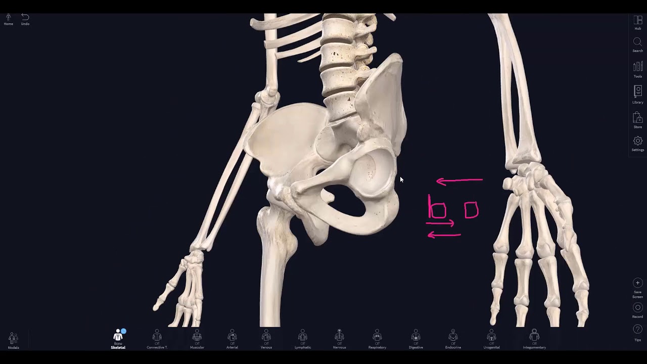Anatomy of the pelvis - YouTube