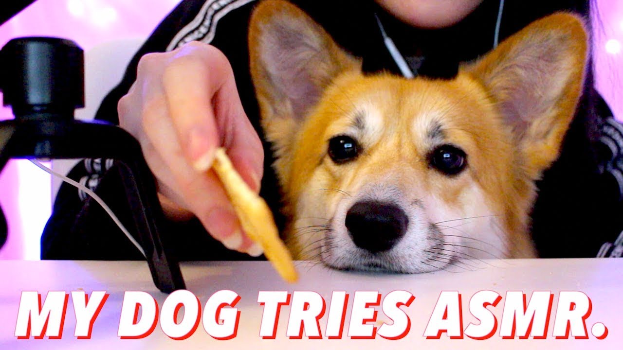 my dog tries ASMR... Crunchy Eating Sounds - YouTube
