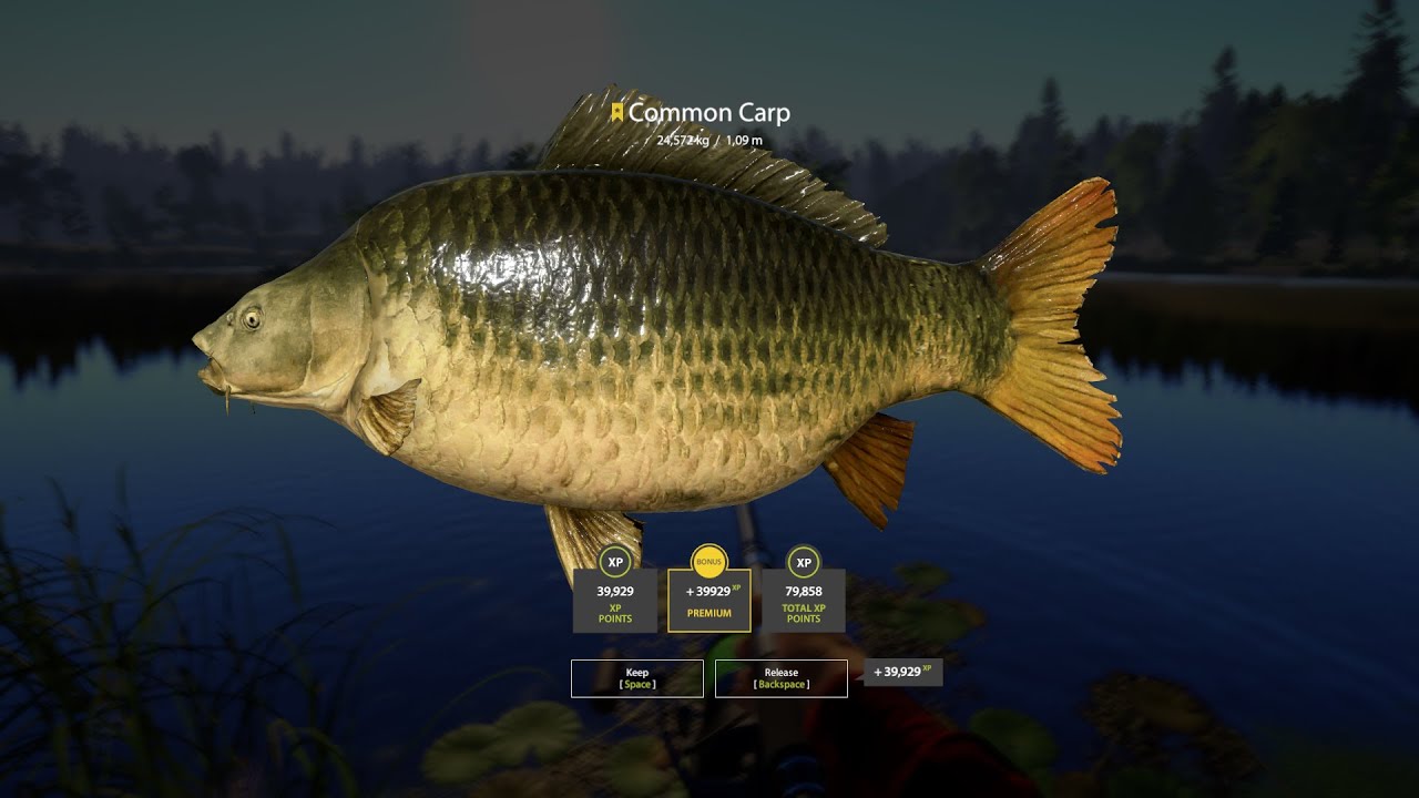 Russian fishing 4 - Active Common Carp & Grass Carp + trophy in Old ...
