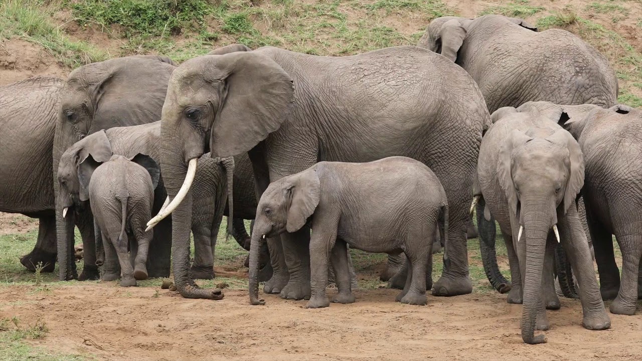Eléphants du Kenya - YouTube