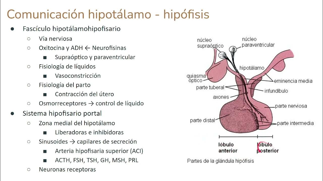 Anatomía de hipotálamo e hipófisis - YouTube